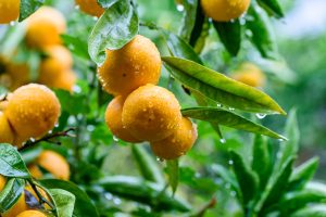 Satsuma Mandarin: The Sweet Japanese Citrus Fruit