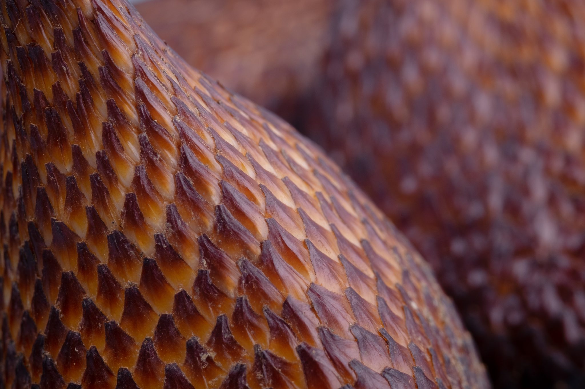 Salak: The Scaly Indonesian Delicacy | Exotic Gourmand