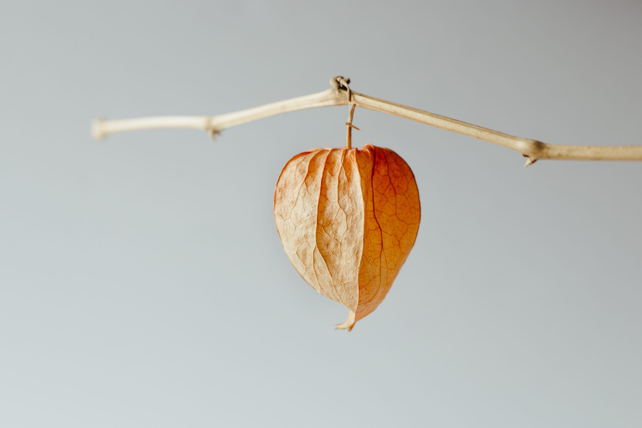 Chinese Lantern Fruit: The Delicate, Lantern-Shaped Fruit