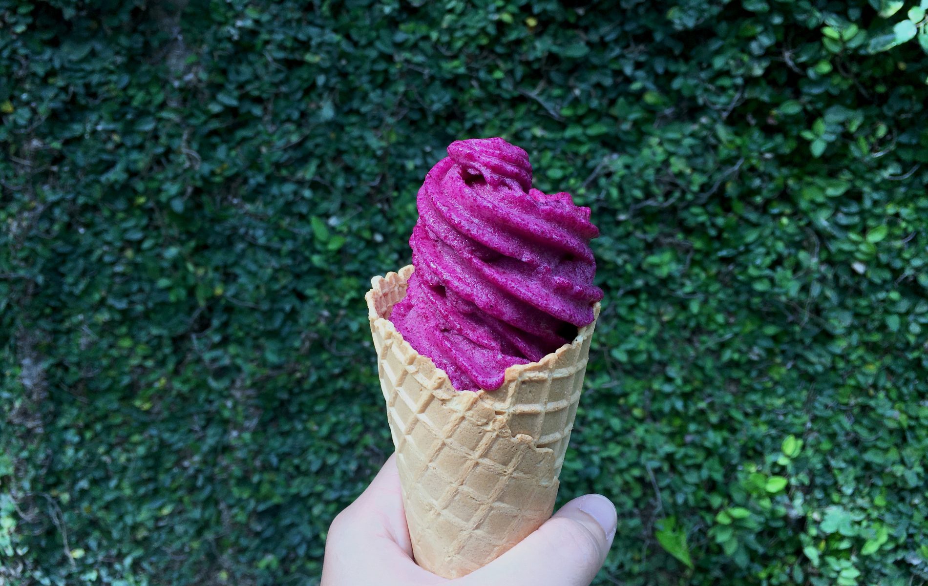 Jambul: The Unique Tropical Berry | Exotic Gourmand