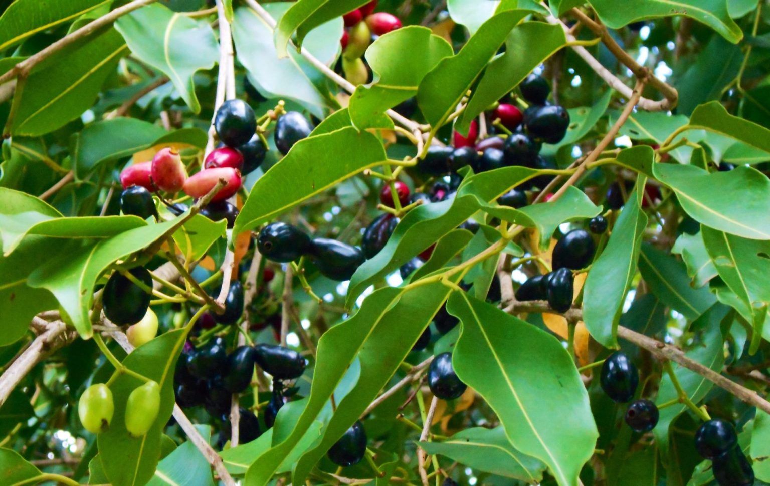 Jambul: The Unique Tropical Berry | Exotic Gourmand