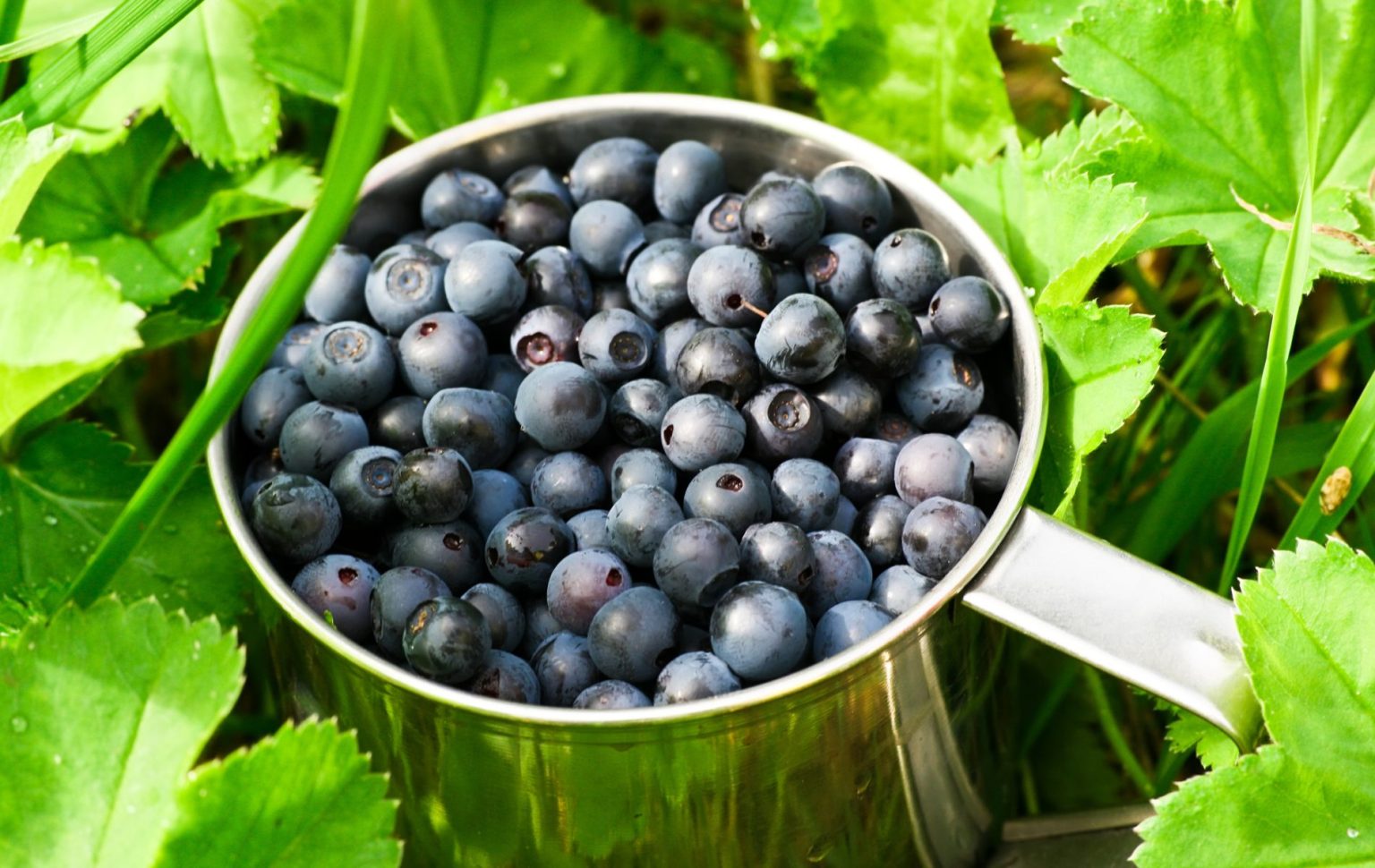 What Are Bilberries? | Exotic Gourmand