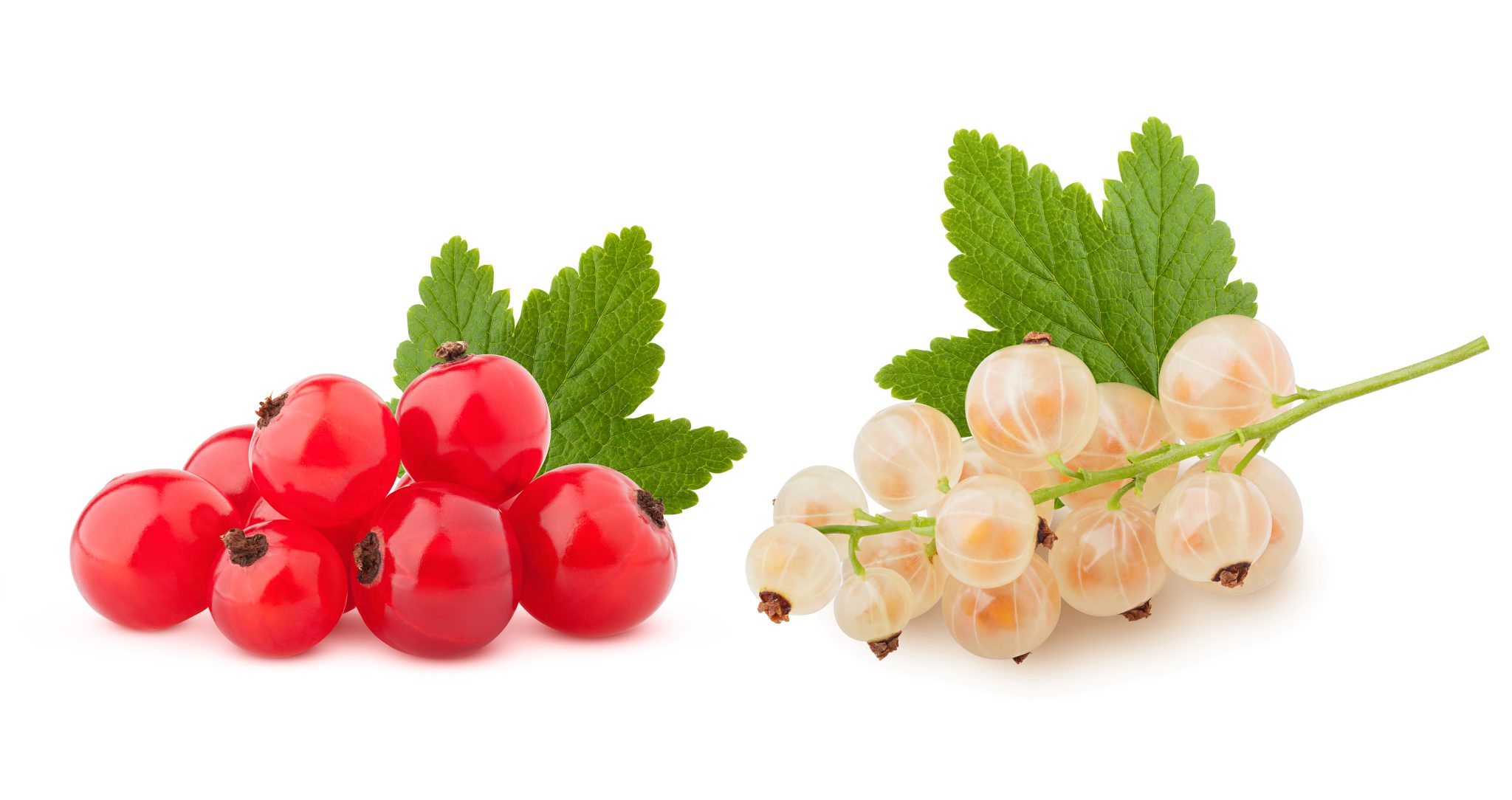 White Currant: The Beautiful Pearl-Like Fruit