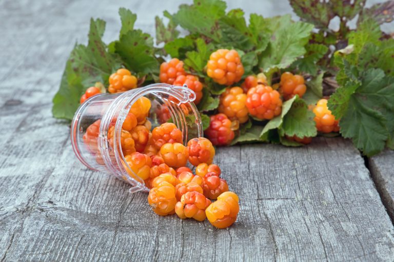 Cloudberries: A Rare Fruit Fit For A Viking
