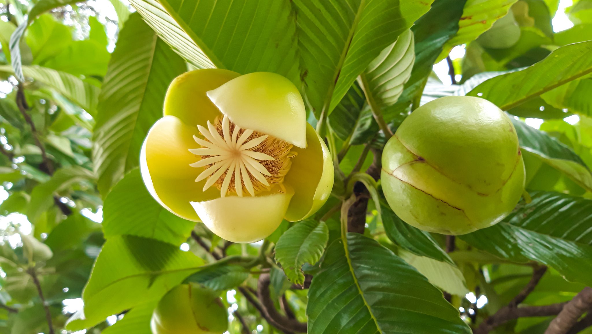 Elephant Apple: A Mysterious Asian Fruit | Exotic Gourmand