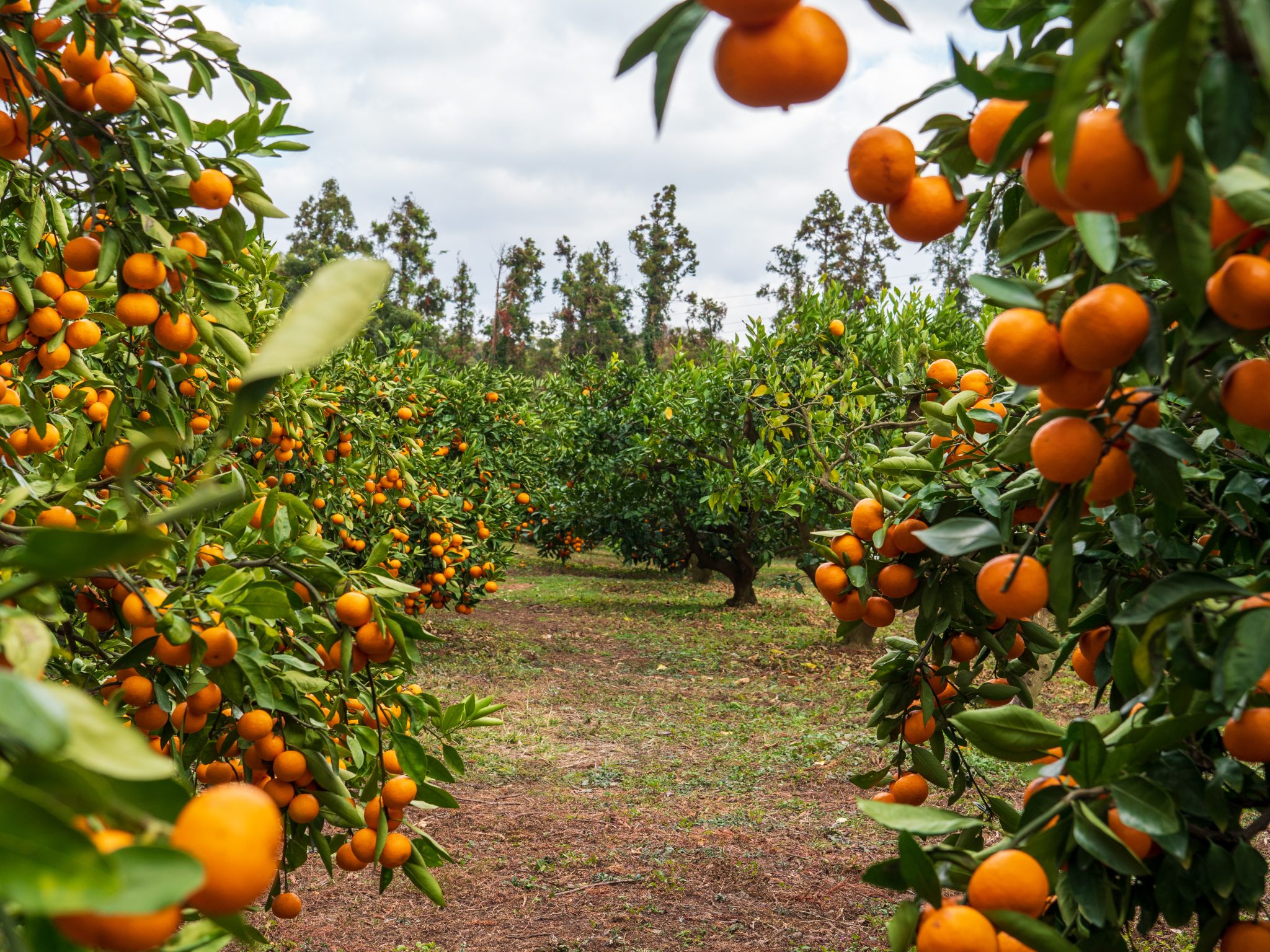 Tangerines: The Small But Mighty Citrus Fruit