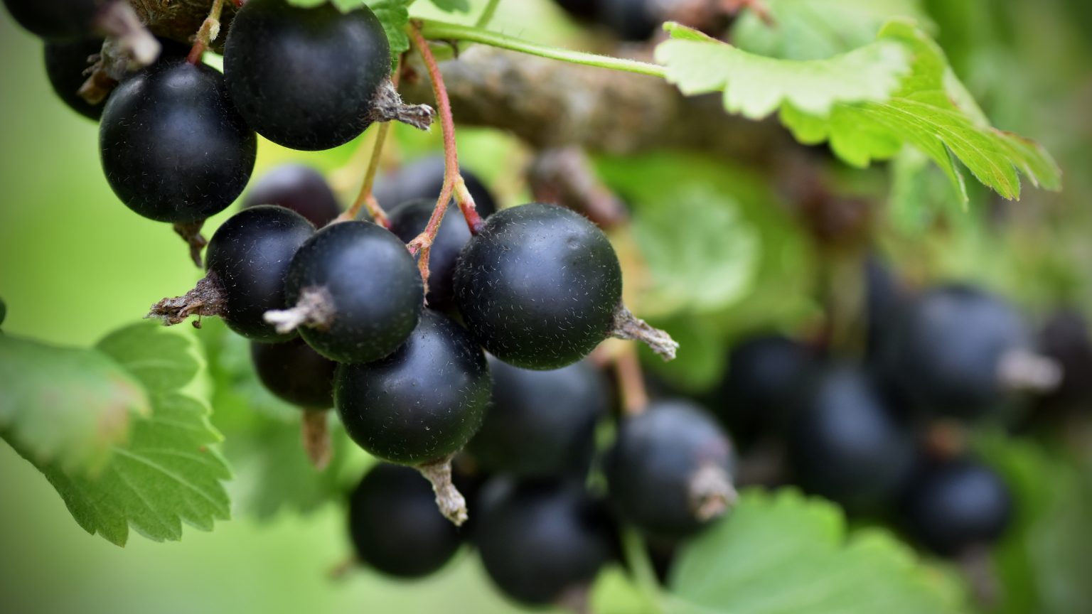 Everything You Need To Know About Blackcurrants