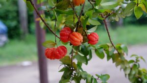 Everything You Need To Know About Brazilian Cherries