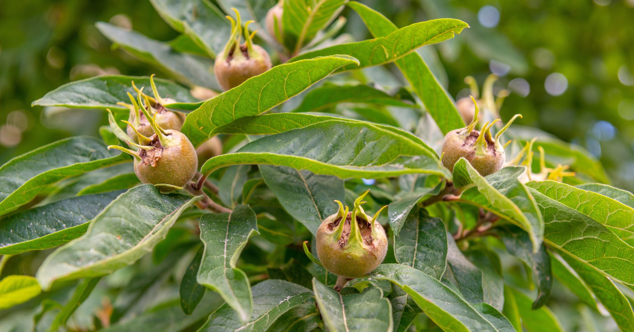 Medlar Fruit: The Rare Medieval Fruit | Exotic Gourmand
