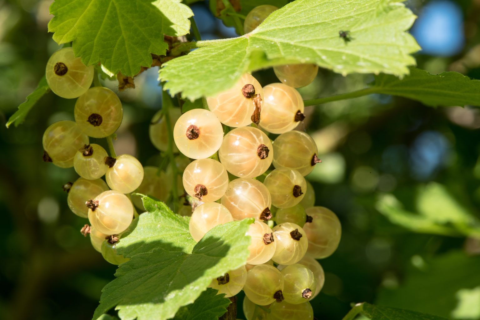White Currant: The Beautiful Pearl-Like Fruit