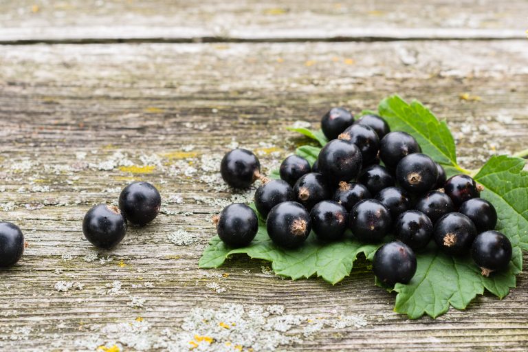 Everything You Need To Know About Blackcurrants