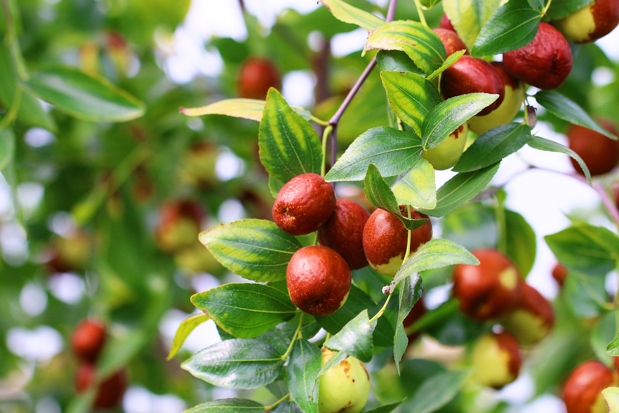 Jujubes: The Mysterious Chinese Drupe | Exotic Gourmand