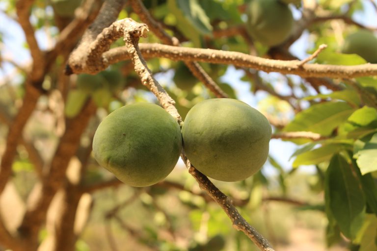 White Sapote: A Tropical Pudding-Like Fruit