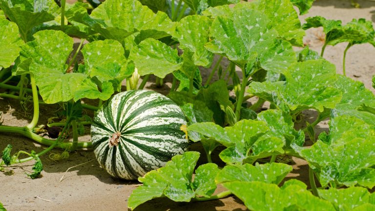 Cushaw Squash: The Versatile Pumpkin Alternative