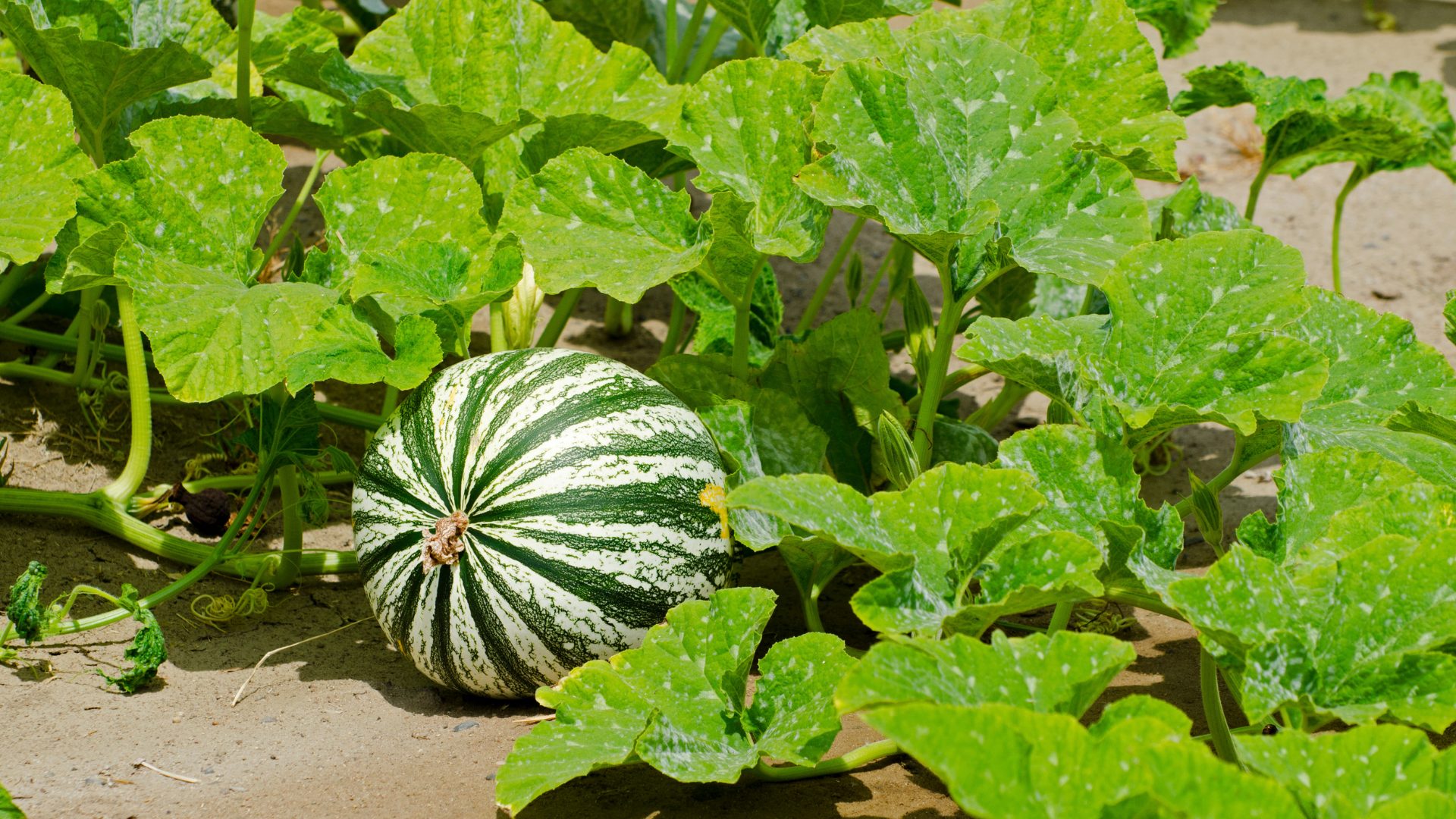 Cushaw Squash: The Versatile Pumpkin Alternative