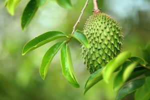 Everything You Need To Know About Soursop | Exotic Gourmand