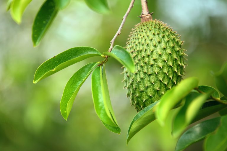 Everything You Need To Know About Soursop | Exotic Gourmand