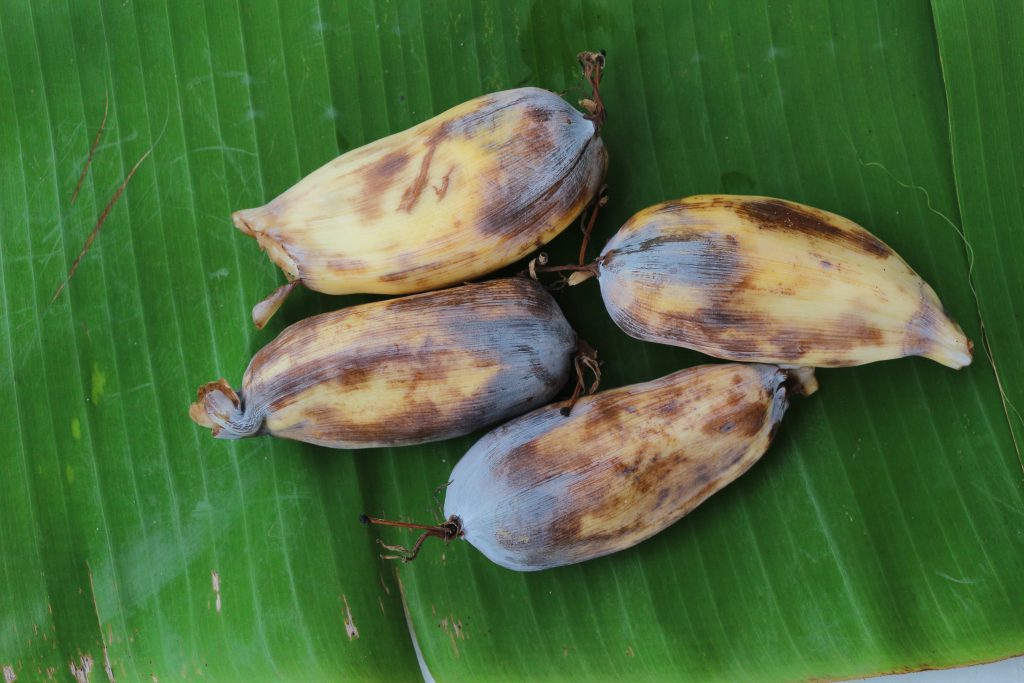 Enset: The Ethiopian False Banana | Exotic Gourmand