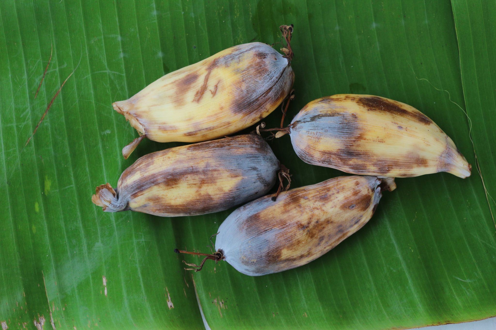 Enset: The Ethiopian False Banana | Exotic Gourmand