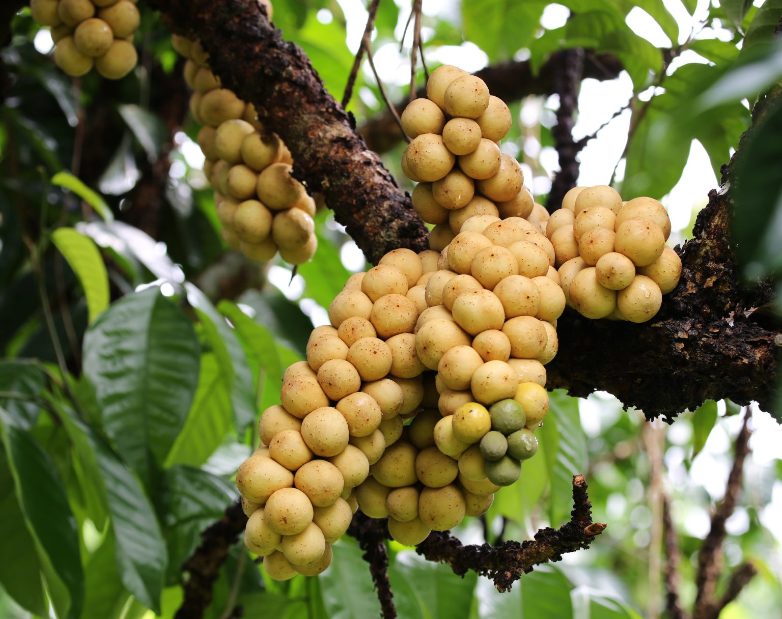 Everything You Need To Know About Langsat | Exotic Gourmand