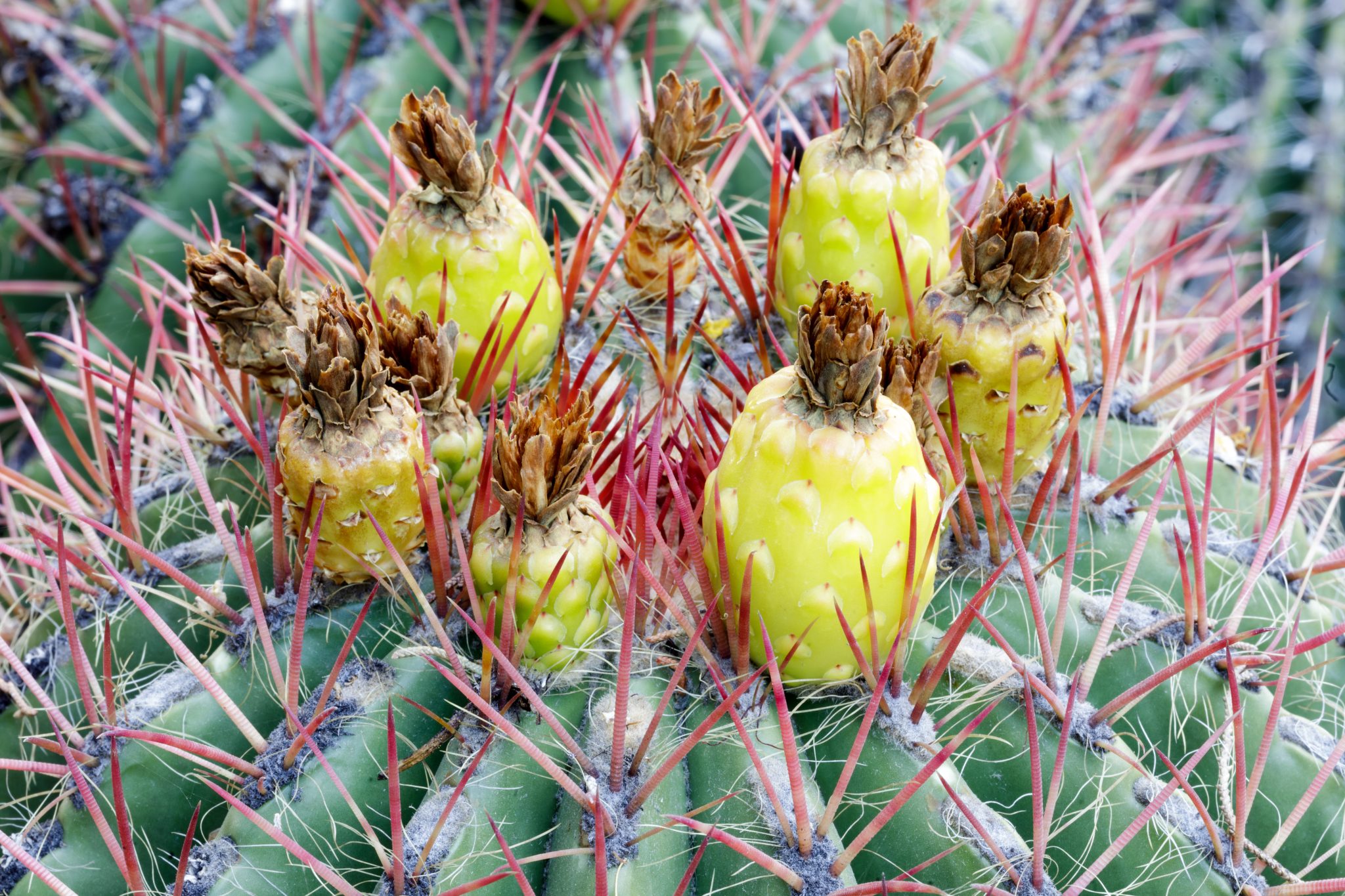 Barrel Cactus Fruit: A Dessert Delicacy | Exotic Gourmand