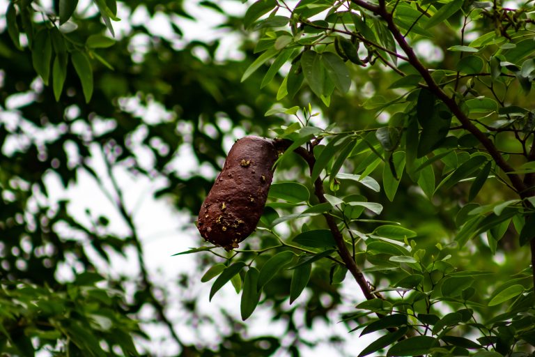 Jatoba: The Stinking Toe Fruit | Exotic Gourmand