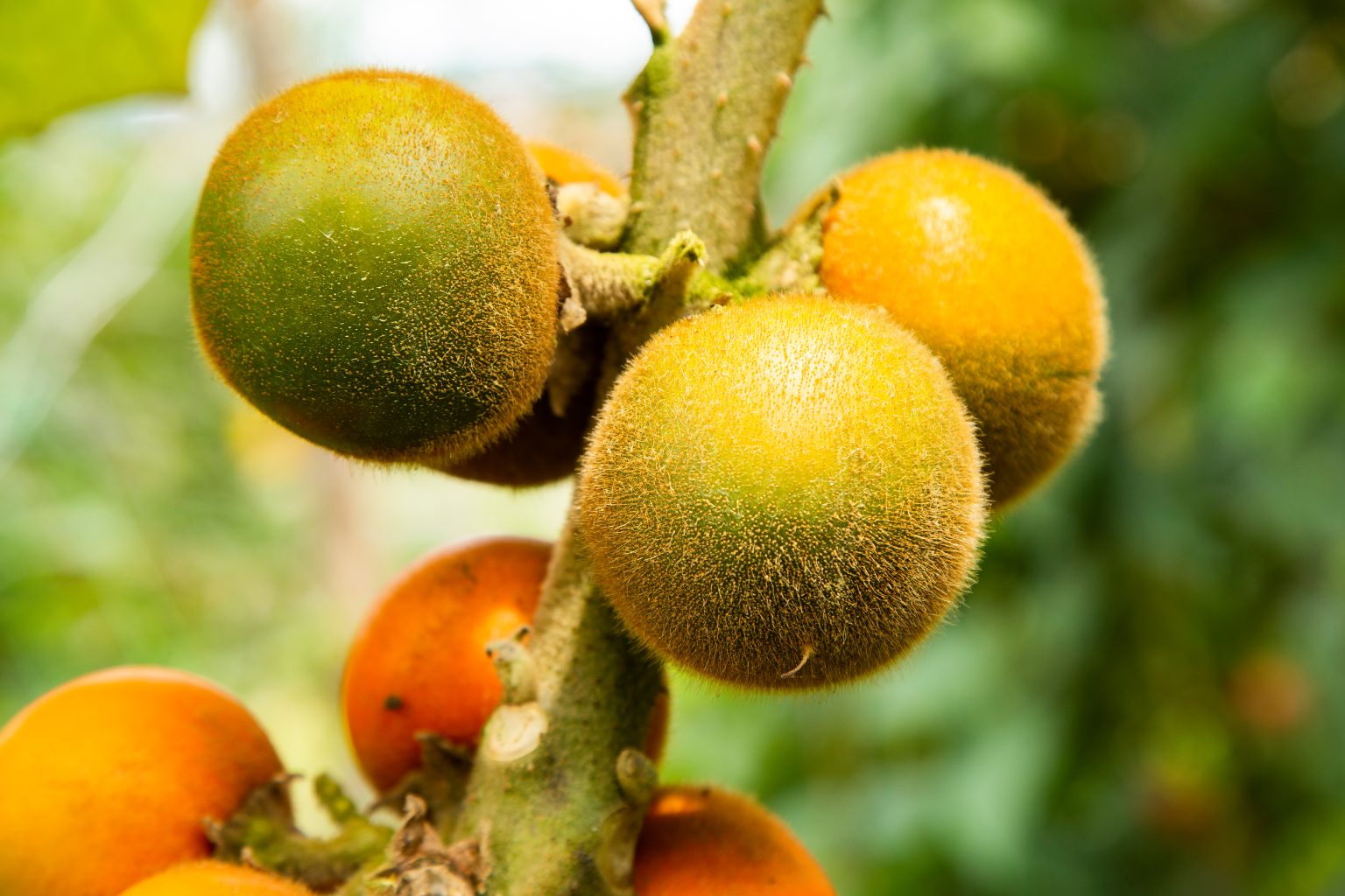 Lulo: A Curious Colombian Fruit | Exotic Gourmand