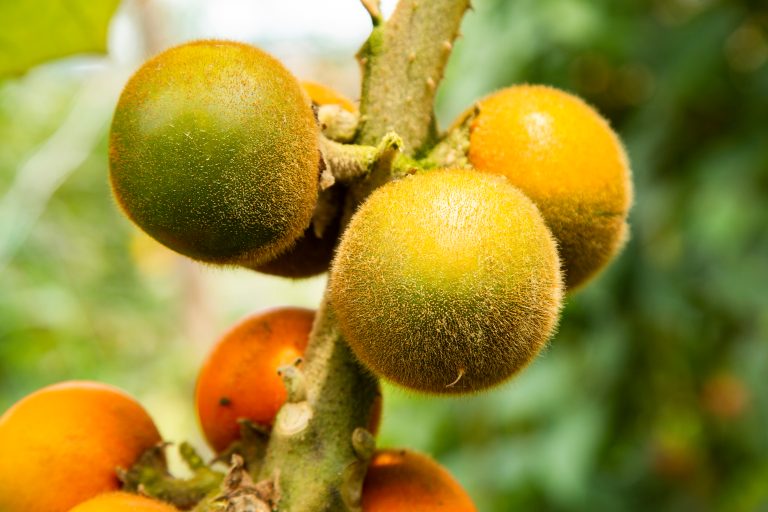 Lulo: A Curious Colombian Fruit | Exotic Gourmand