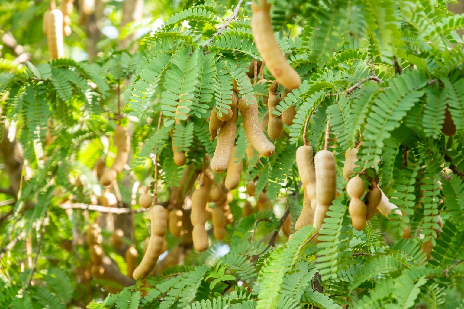 Tamarind: The Versatile Tropical Legume | Exotic Gourmand