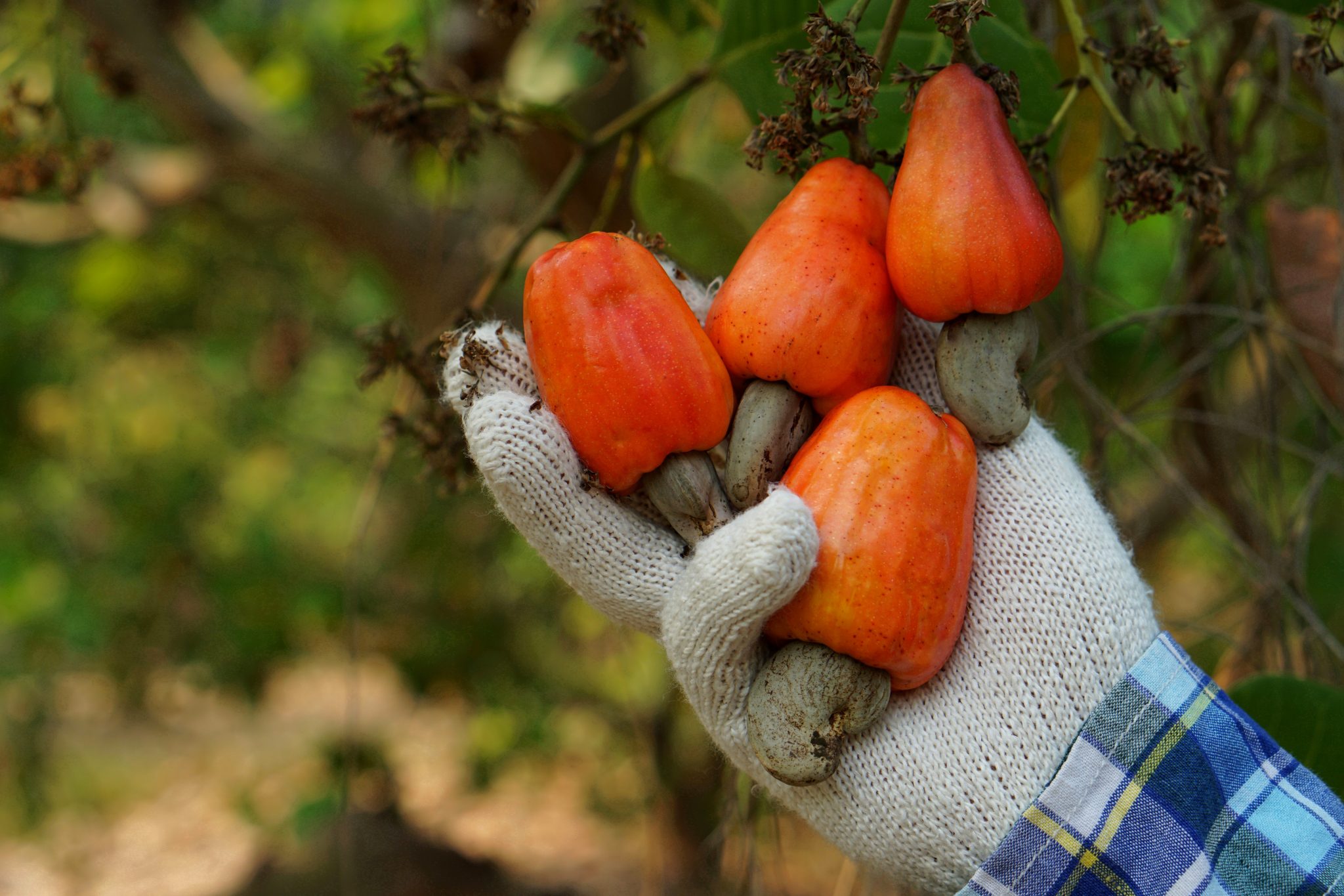 Cashew Apple: The Accessory Fruit Of The Famous Nut