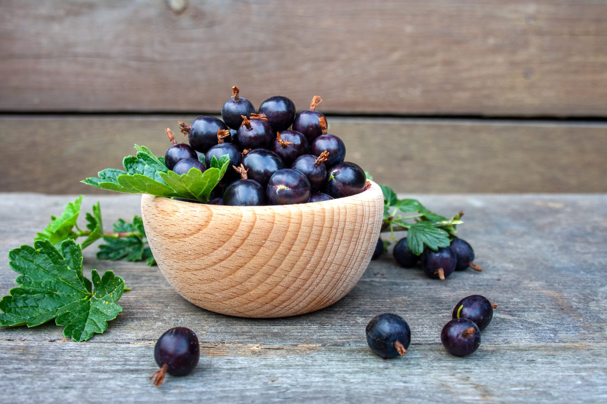 Jostaberries: The Popular German Hybrid Fruit