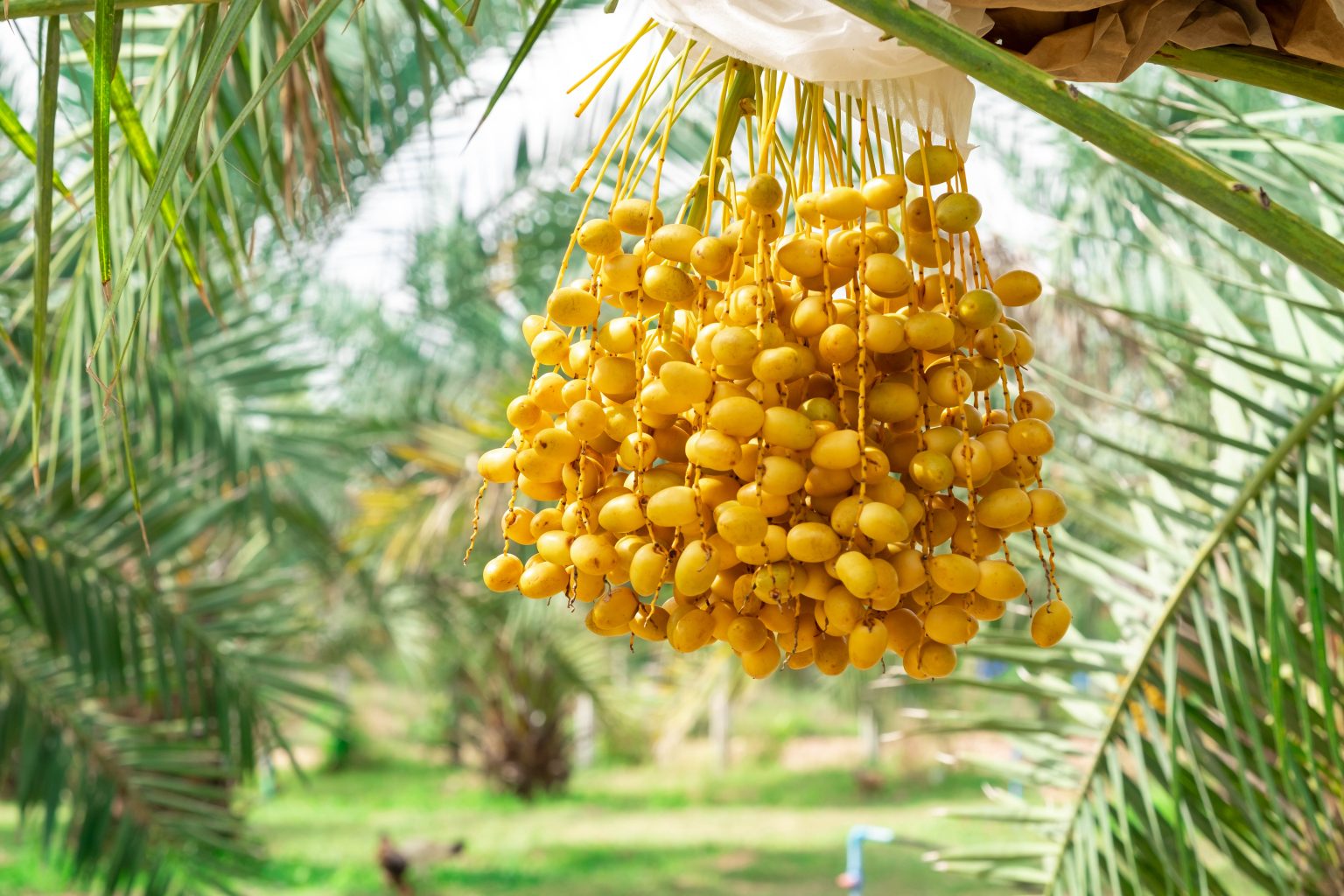 Barhi Dates: The Rich, Caramel-Flavored Iraqi Drupe