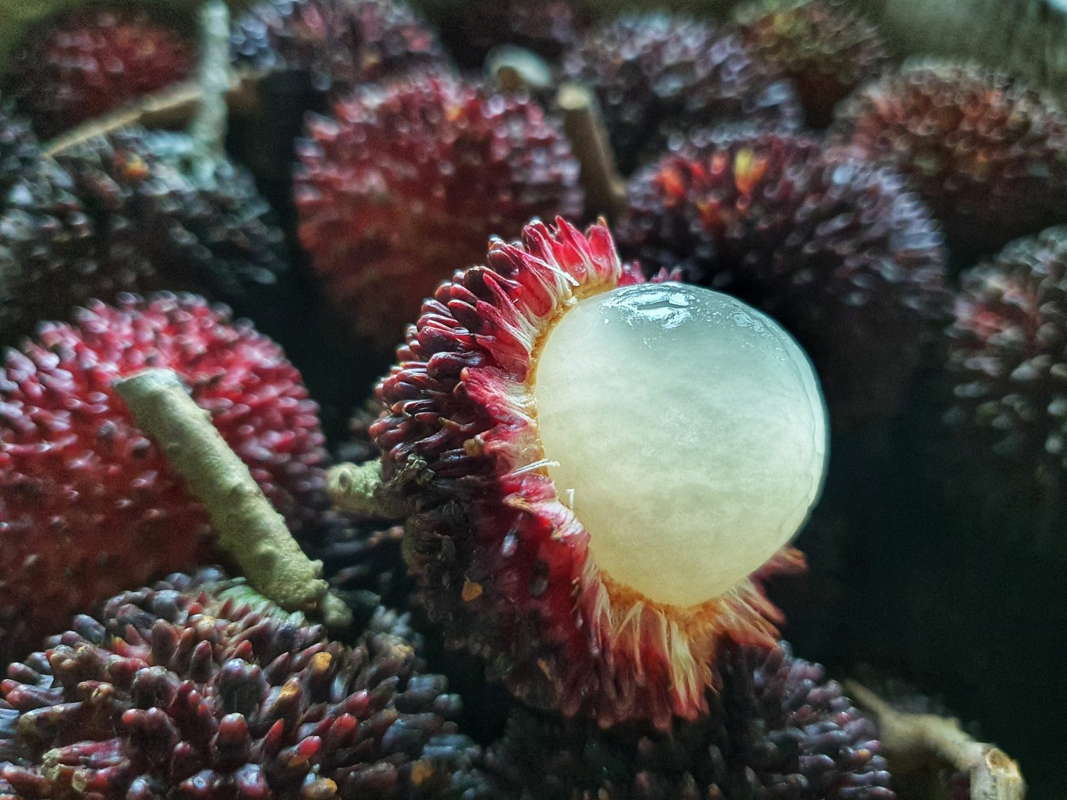 Pulasan: The Sweeter Relative Of Rambutan | Exotic Gourmand