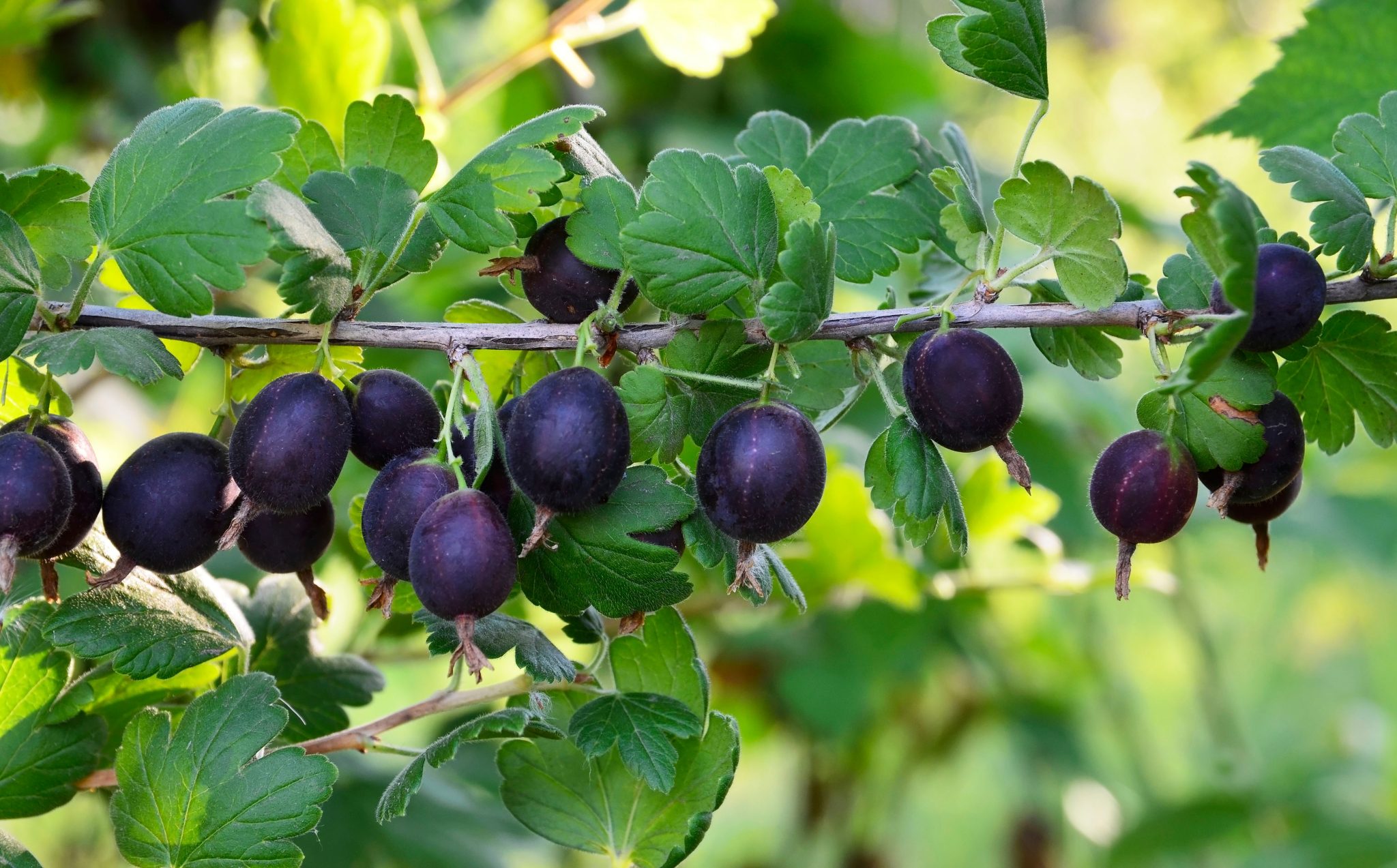 Jostaberries: The Popular German Hybrid Fruit