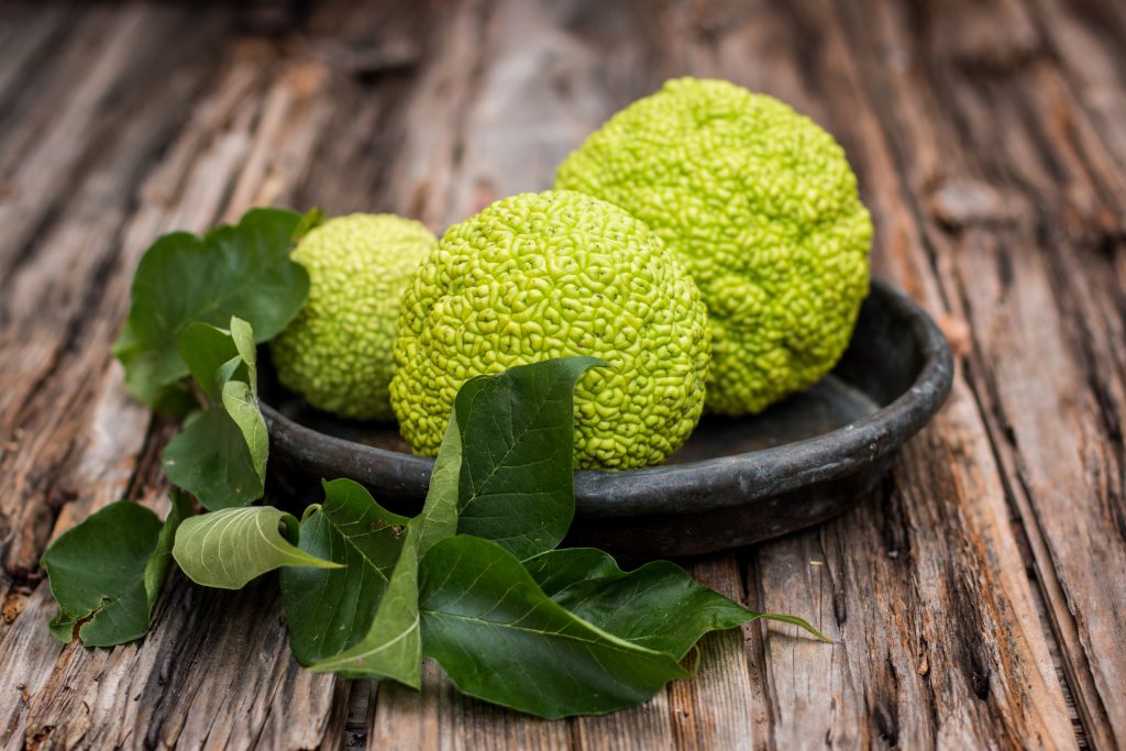 Osage Orange: A Texan Collective Fruit | Exotic Gourmand
