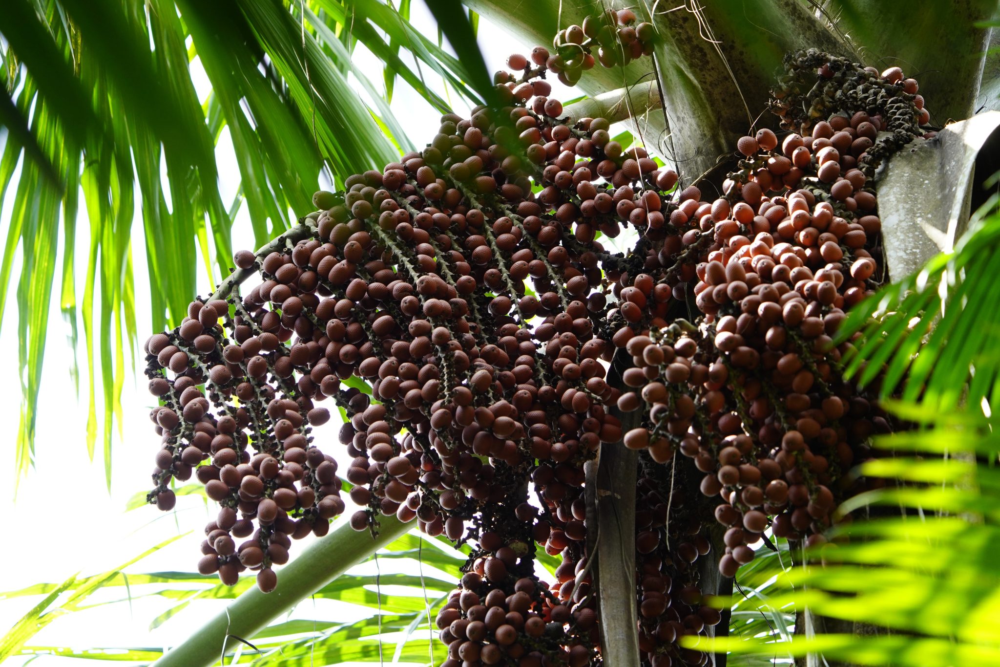 Moriche Palm Fruit: The South American “Tree Of Life” Fruit