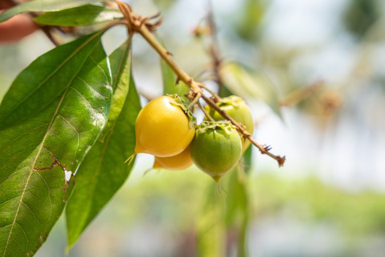 Nance: A Strange Tropical Fruit With Many Uses
