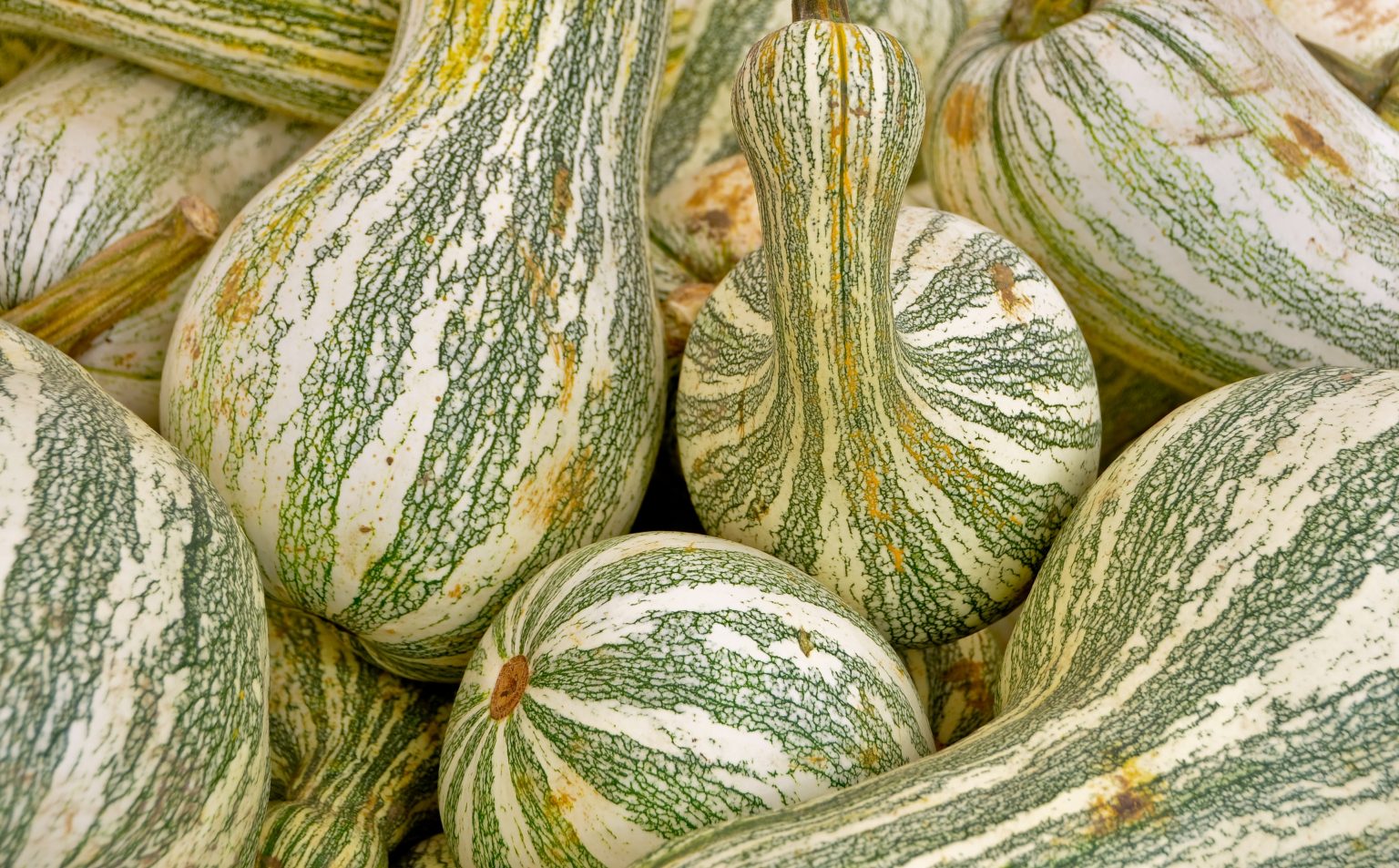 Cushaw Squash: The Versatile Pumpkin Alternative