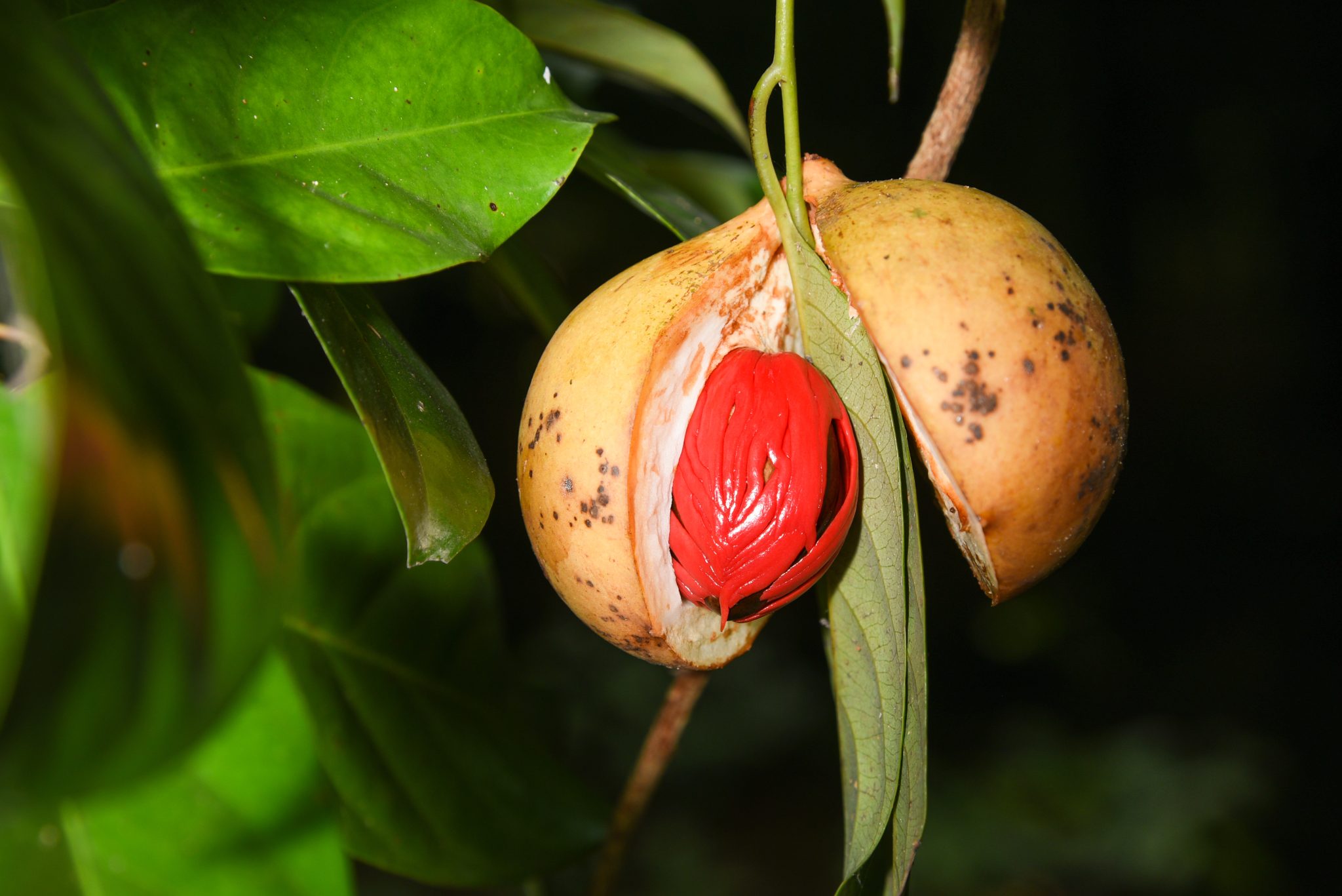 Nutmeg Fruit: More Than Just A Spice | Exotic Gourmand