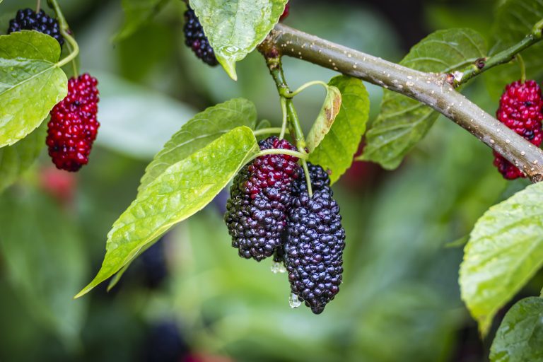 Everything You Need To Know About Mulberries