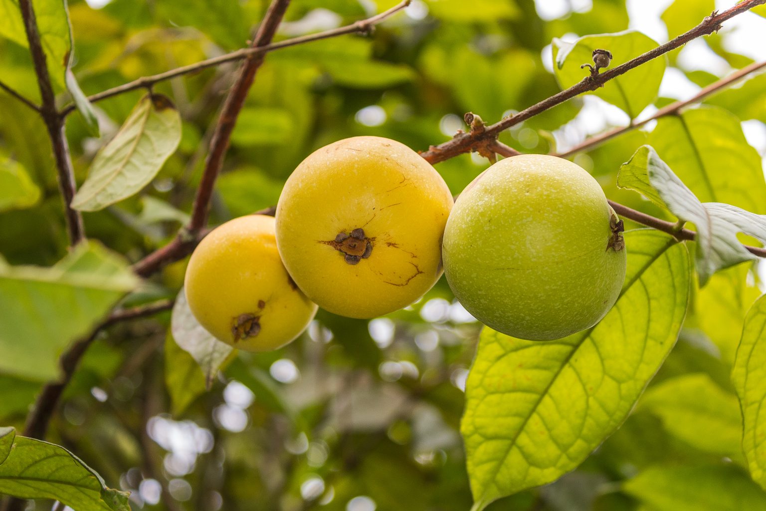 Araza: The Tropical Treasure Of The Amazon Rainforest