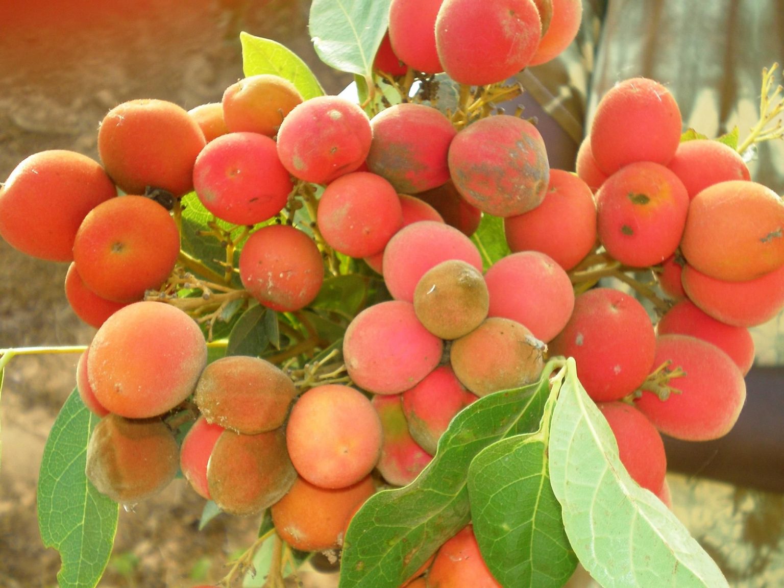 Imbe: The Queen Of Fruits | Exotic Gourmand