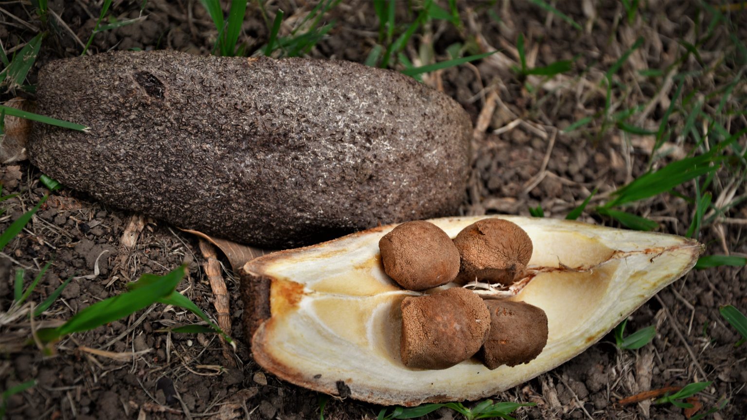 Malabar Chestnuts: The Tropical South American Nut