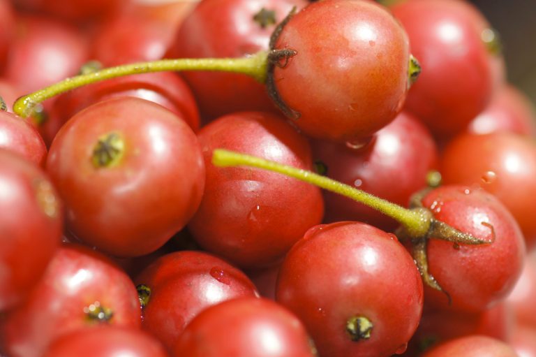 Capulin Cherries: An Ancient Mexican Treasure