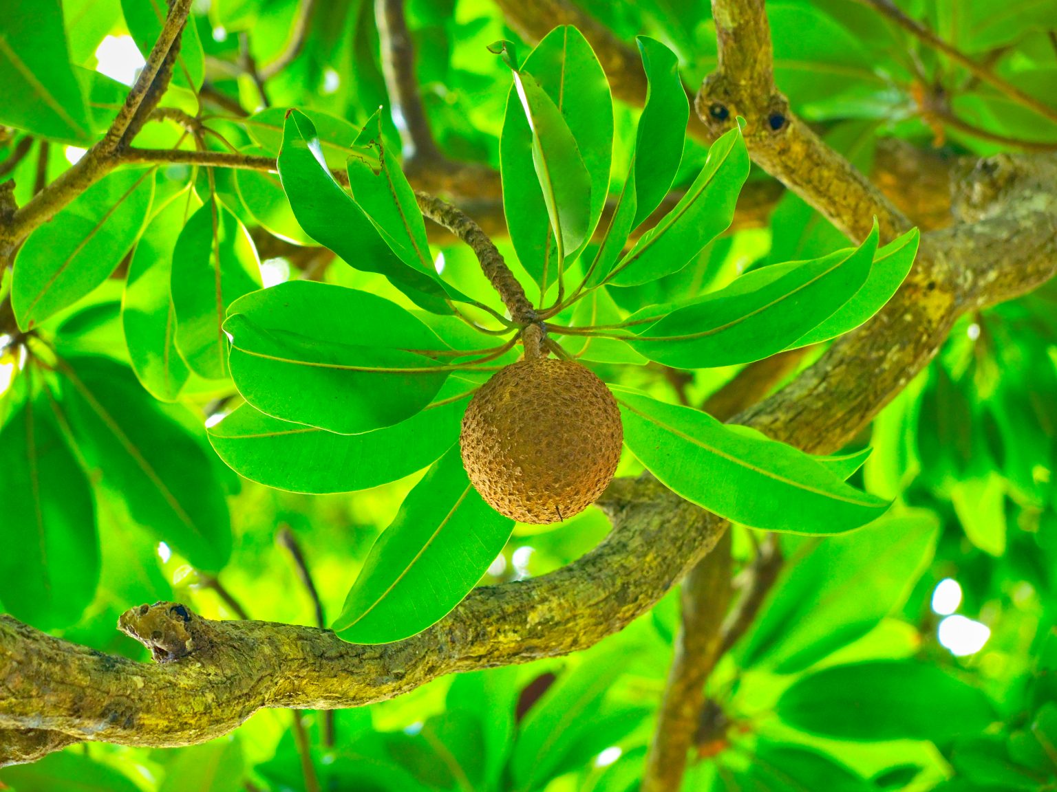 Mamey Apples: The Peculiar Caribbean Berry | Exotic Gourmand