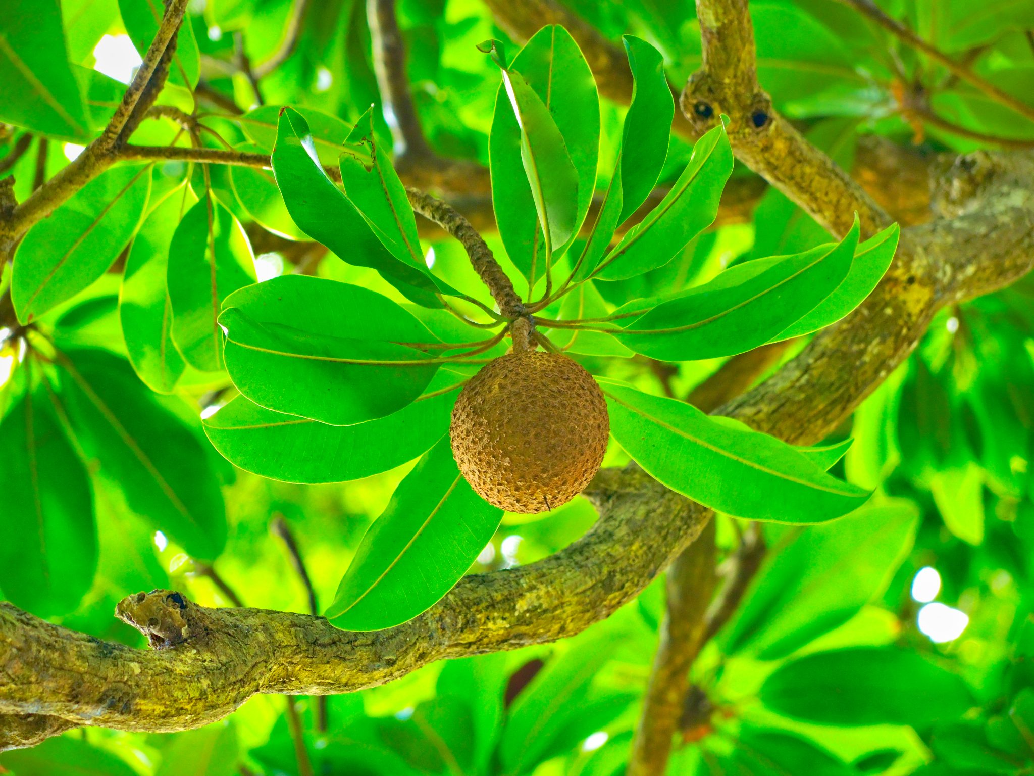 Mamey Apples: The Peculiar Caribbean Berry | Exotic Gourmand