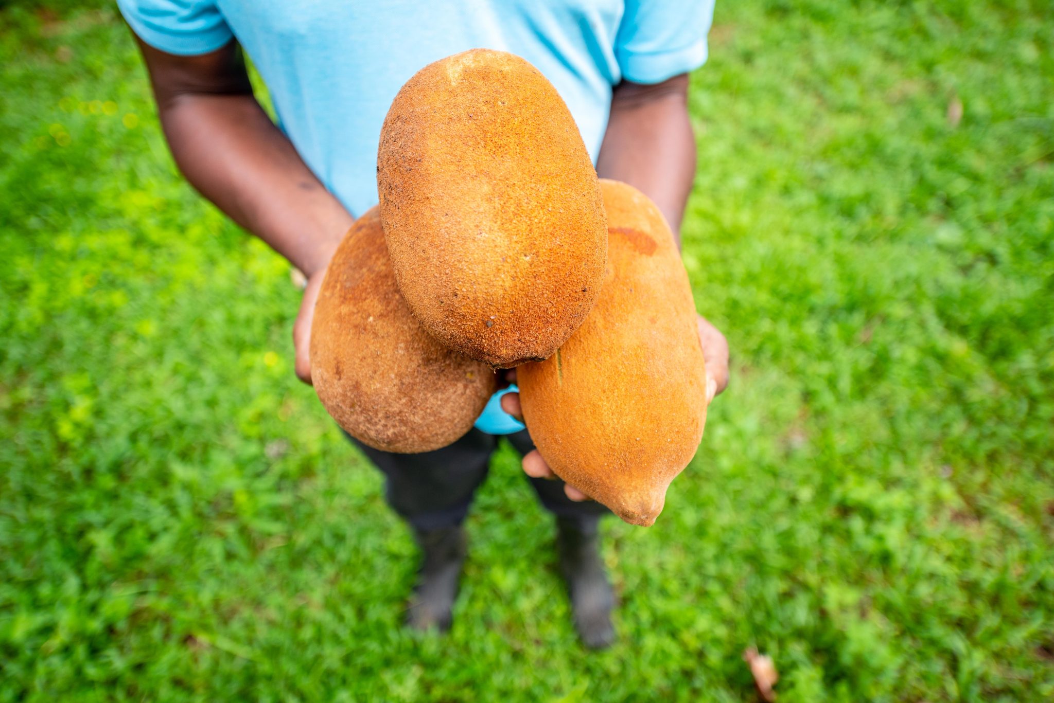 Cupuaçu: The Fruit That Melts Like Butter | Exotic Gourmand