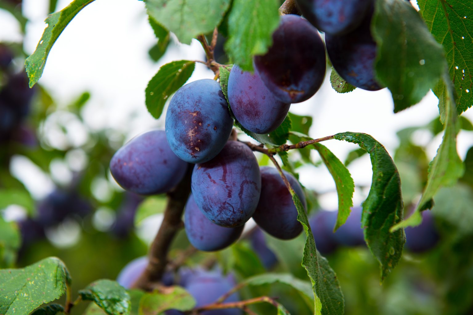 Damson Plums: The Spicy And Astringent Drupes
