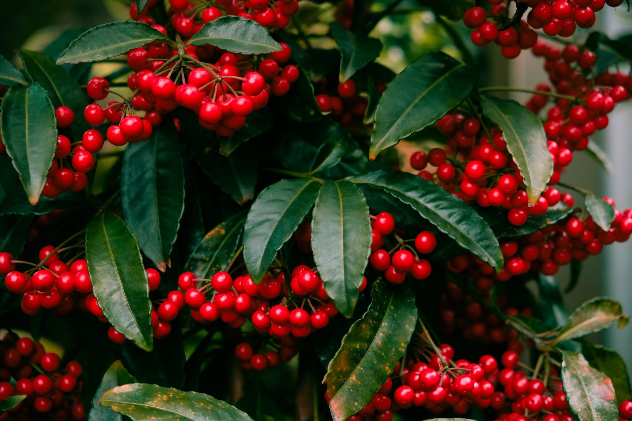 Everything You Need To Know About Christmas Berries