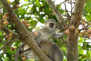 Marula: An Elephant's Favorite Fruit | Exotic Gourmand